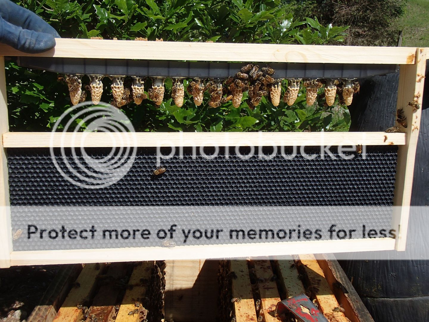 Grooved vs Wedge | Beesource Beekeeping Forums